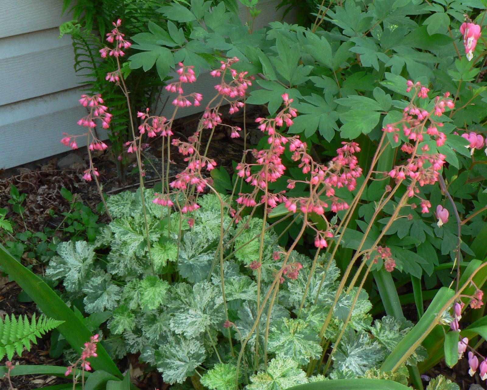 Visit My Garden: May blooms