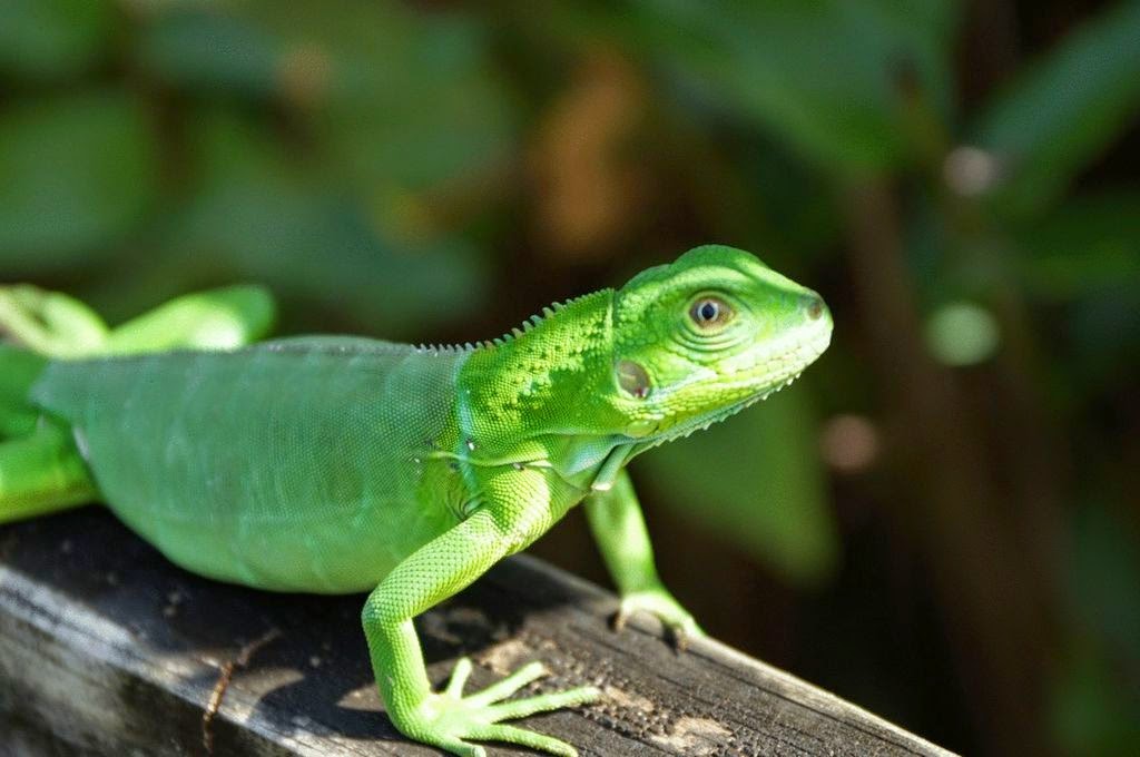 TASIS Spanish Summer Program Dorado, Puerto Rico: June 2014