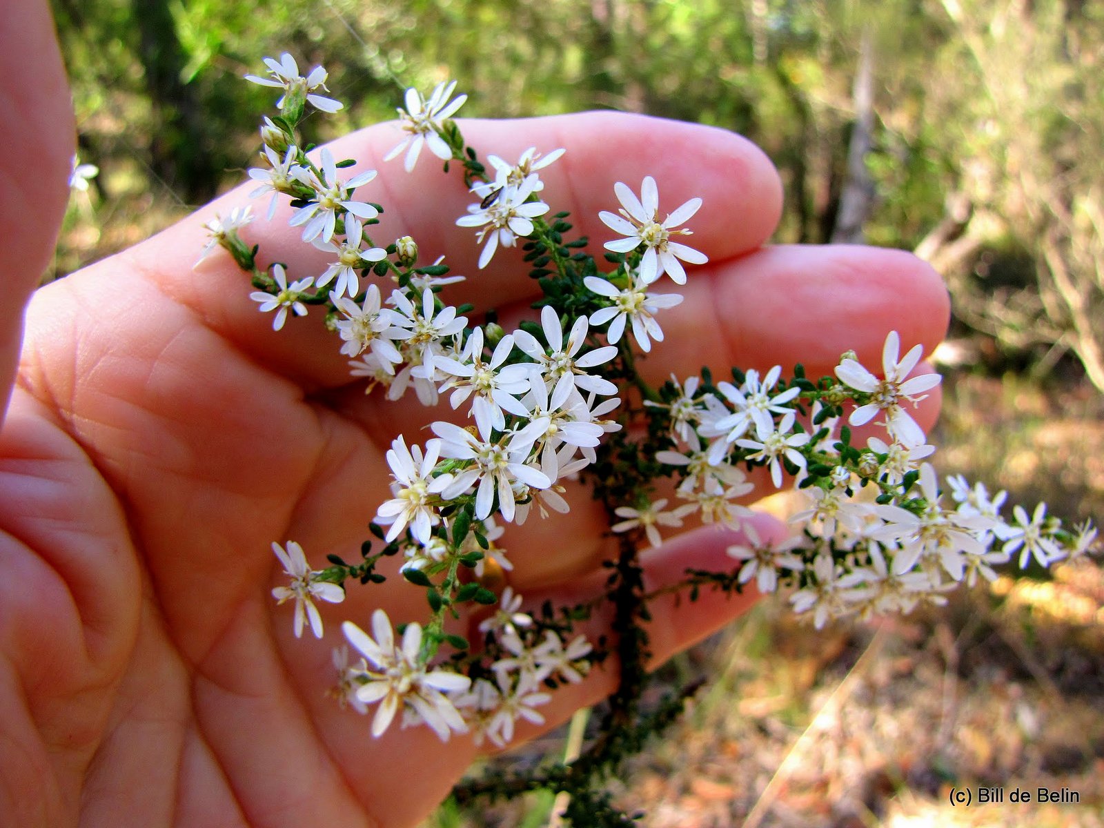 Sydney's Wildflowers and Native Plants: Olearia microphylla - Bridal ...