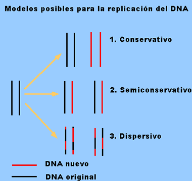 biología de nuestro cuerpo: REPLICACIÒN DEL ADN