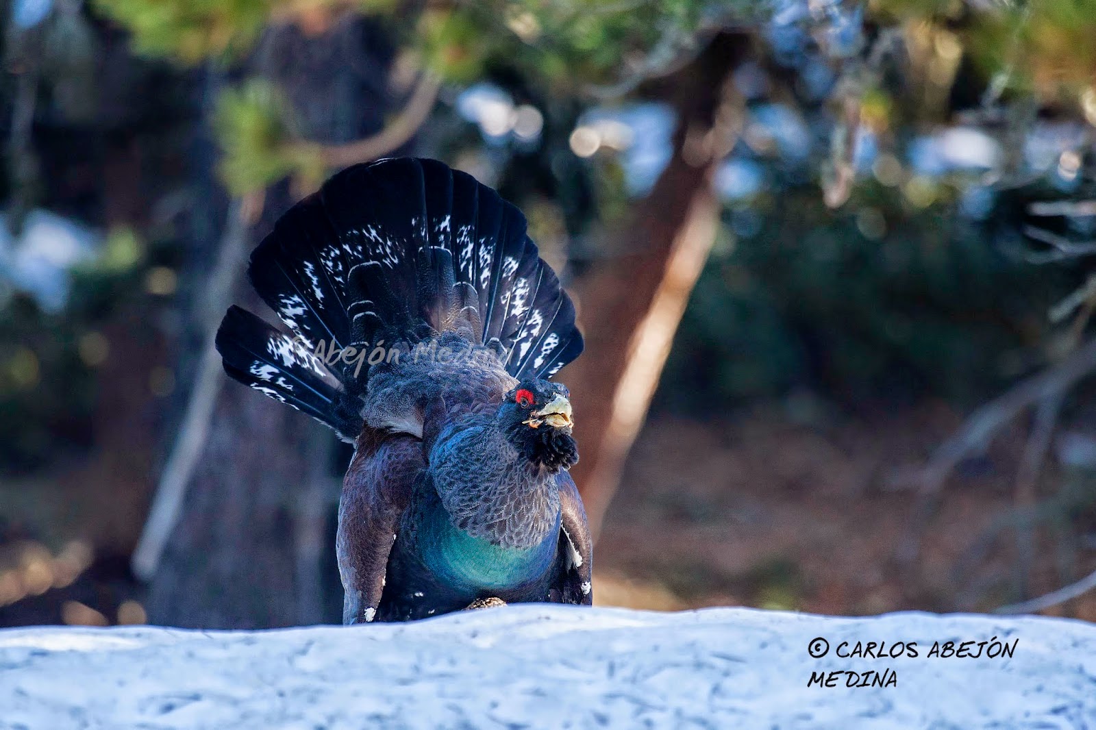 Huevos De Urogallo Superado