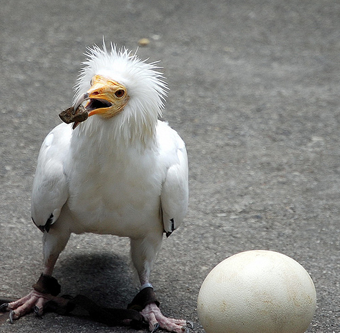 Angry Birds in Real Life ~ Travelling, Vacation and Entertainment