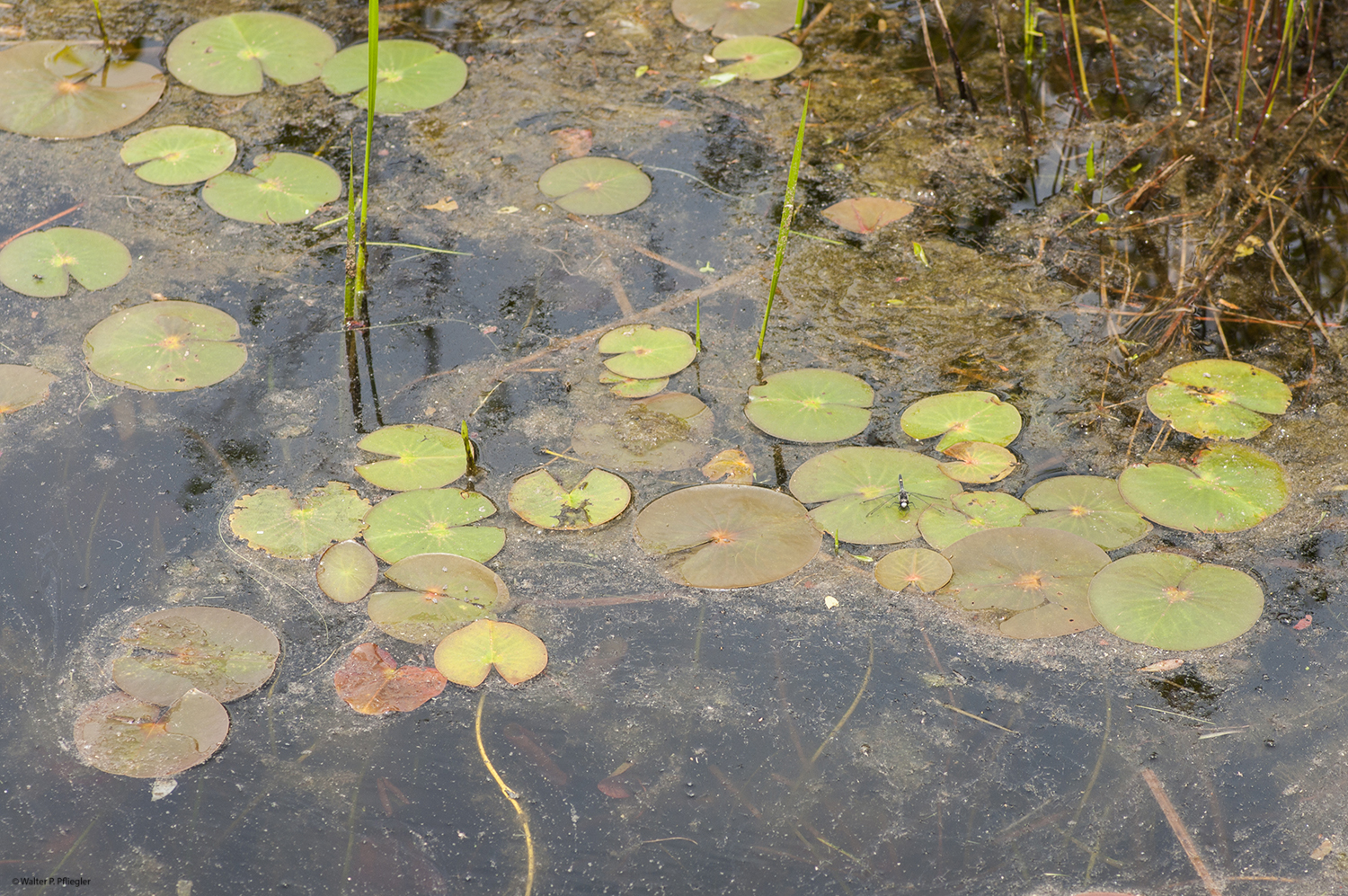 Nature photos from an Amateur Naturalist: Ponkapoag Bog, USA (Ponkapoag ...