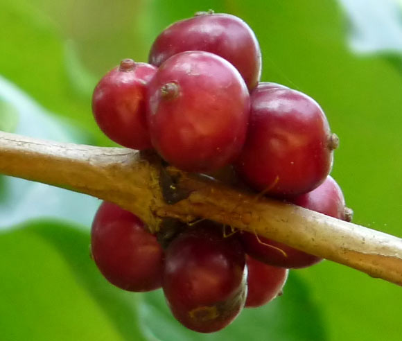 I Love Koffie: Mengenal kopi robusta lebih dalam