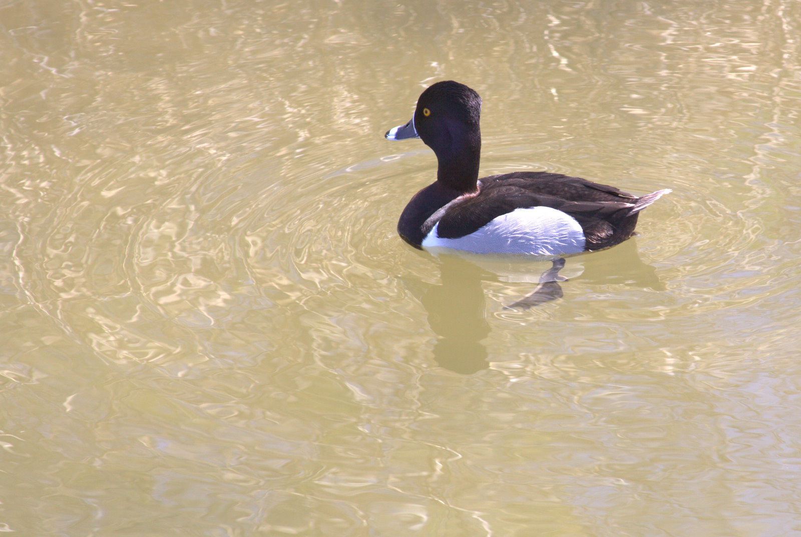 Walking Arizona: Ducks Ditty