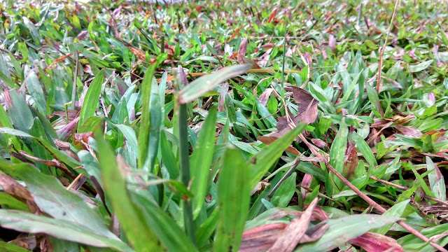 Foto Tumbuhan Rumput - Samsudinbahy