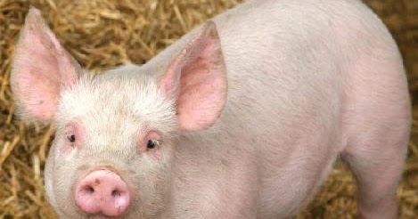 COISA DE ZOOTECNISTA: Curiosidade sobre o porco