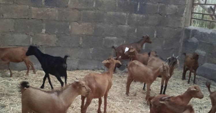 Kutunban™: Red Sokoto Goats (Maradi)