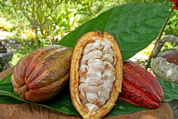 DIÁRIO COM A NATUREZA: 11 DE JULHO - CACAUEIRO - CACAU - FRUTO ...