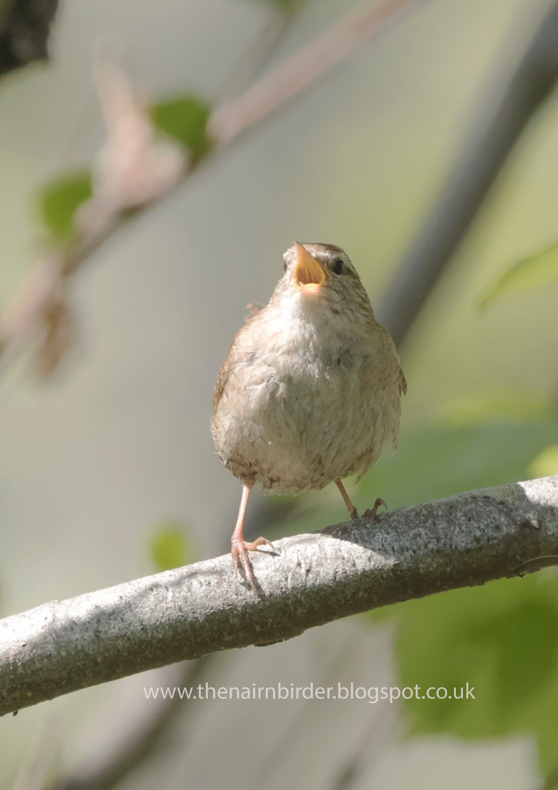 The Nairn Birder: Wrens along the river