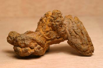 Coprolitos o las cacas que vinieron del pasado