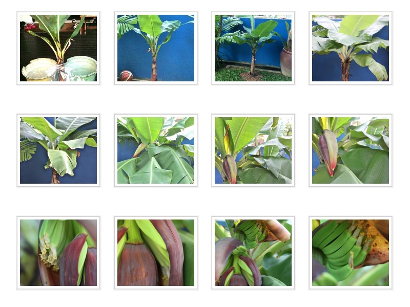 Extra Virgin Chef: My Banana Tree