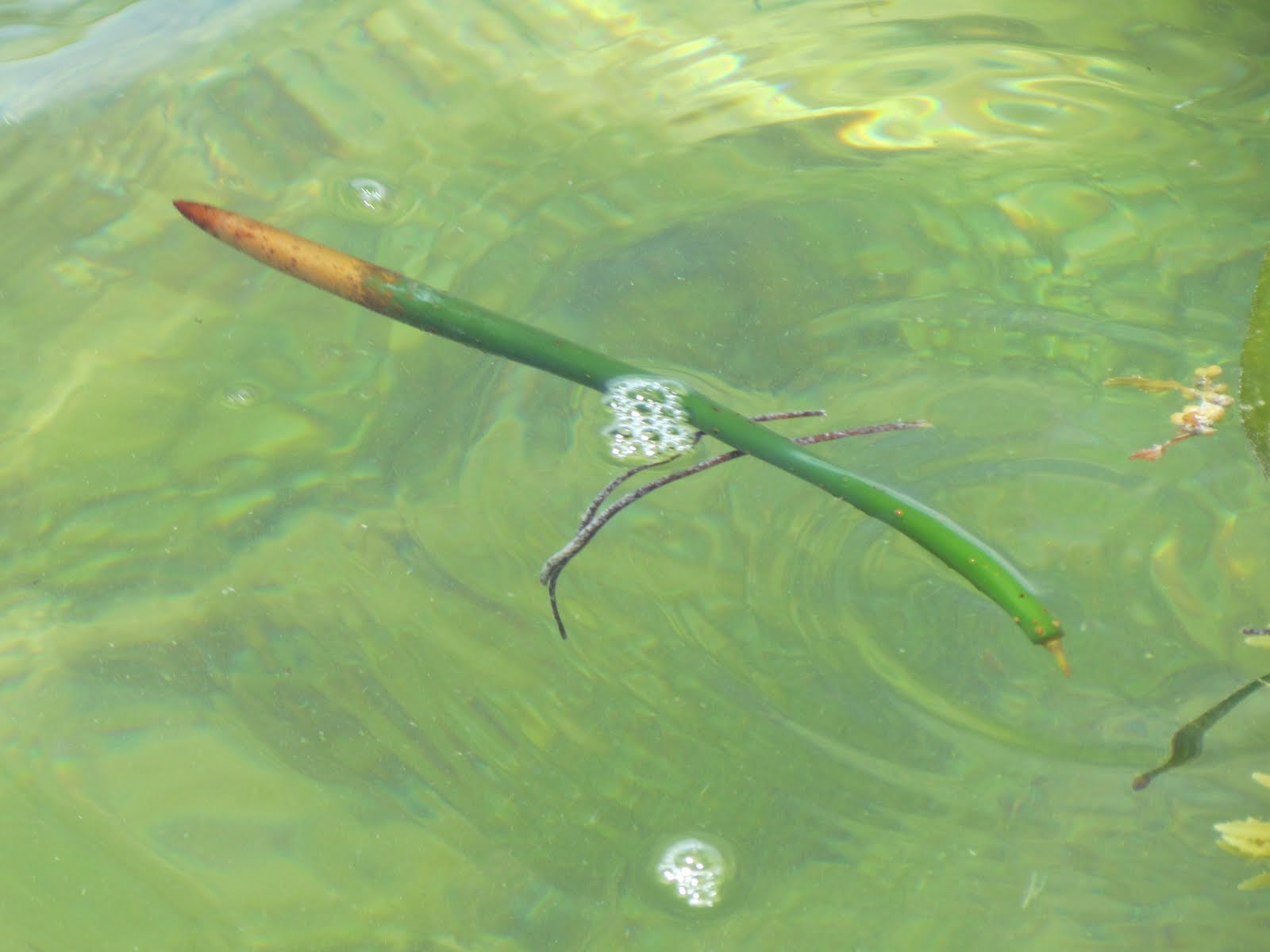 Visions From Key West