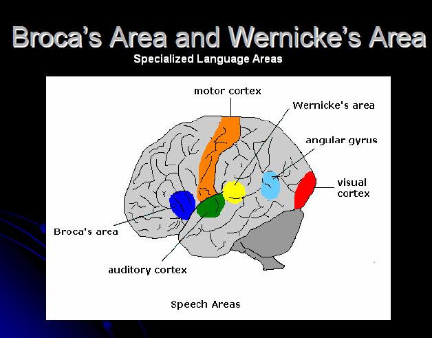 How Brain Process a Language