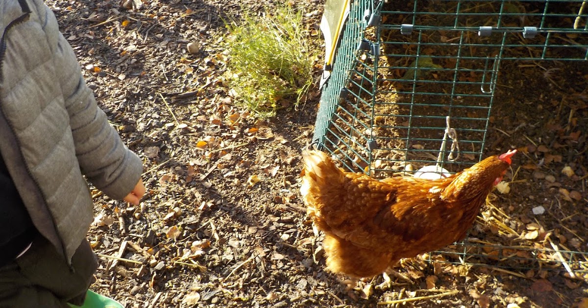 Windhill21: Meeting the Little Red Hen