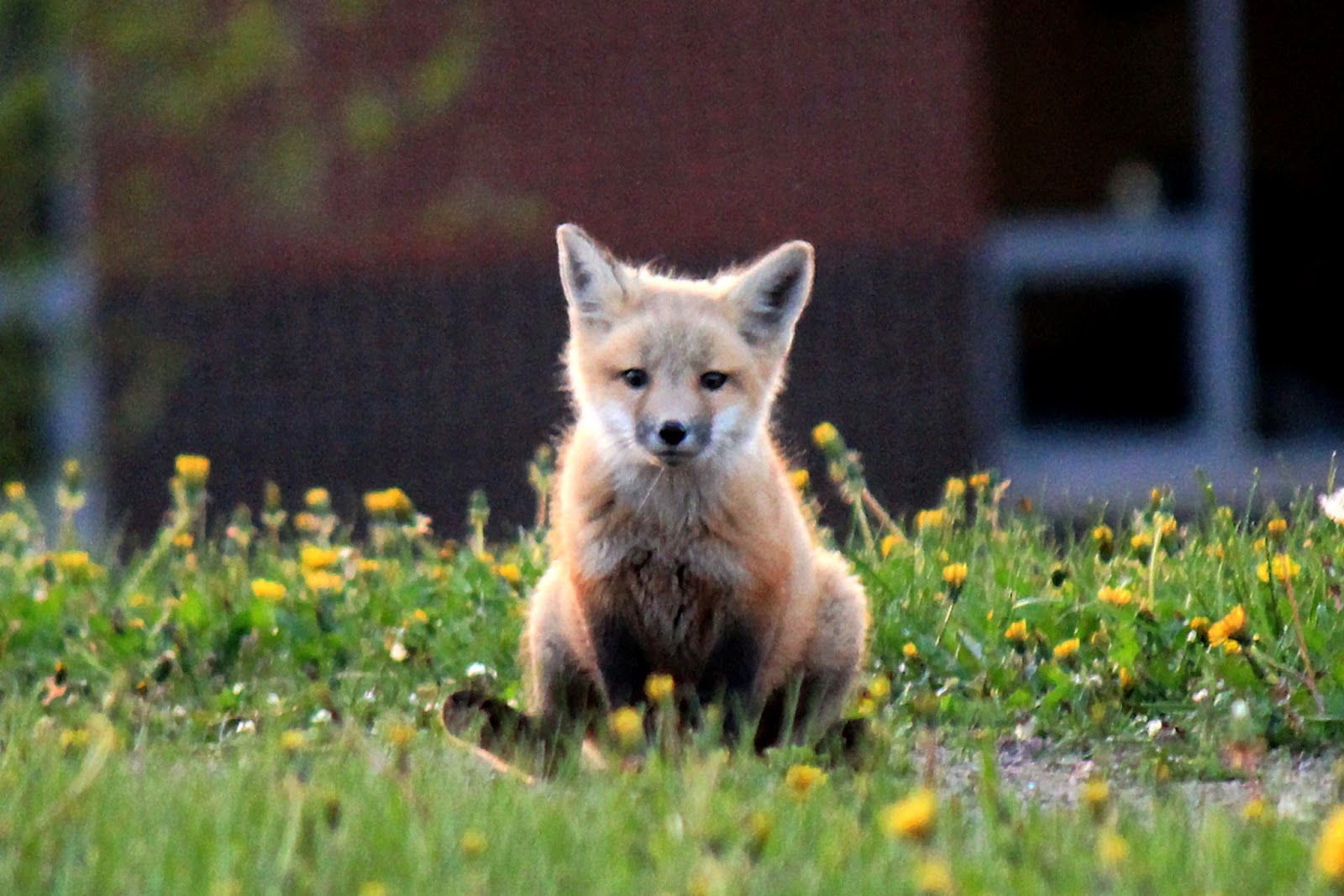 Wildlife Photography and Experiences with Brennan: PEI Foxes