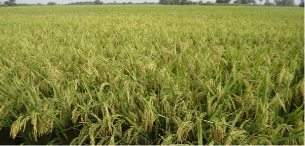Rice growing zones - General Agriculture