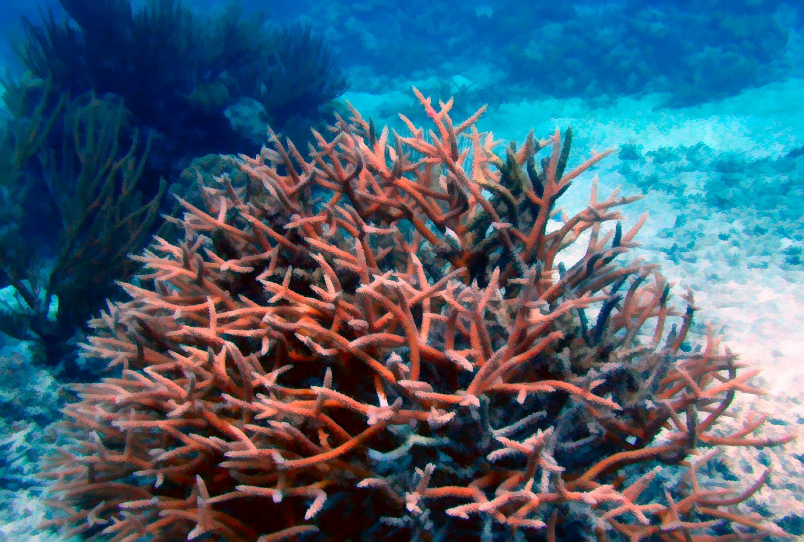 Bending Light: Gallery IV ~ Vieques & Culebra below the waves