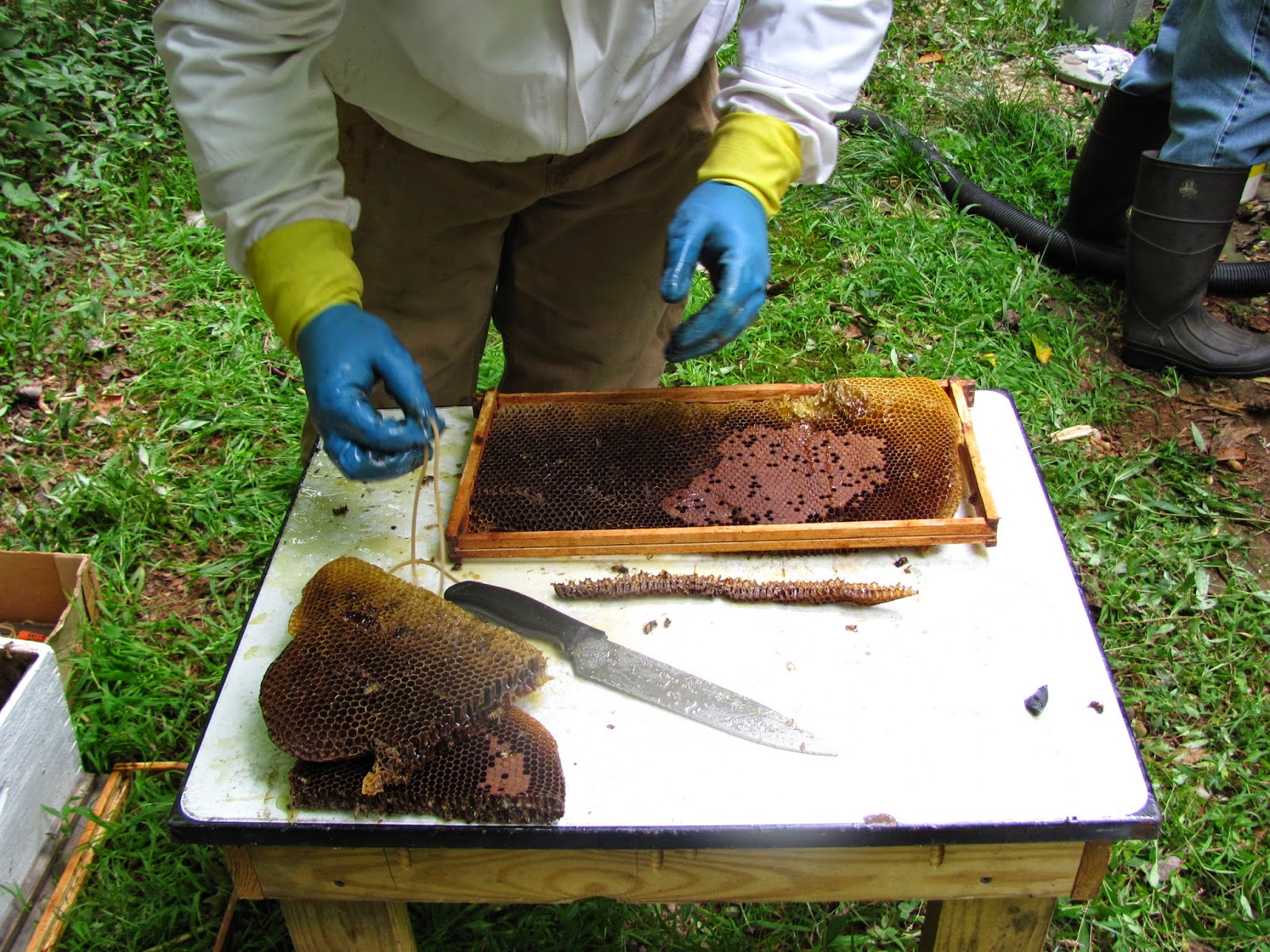 Aspen Honey Bees: Forest, VA Honey Bee Colony Removal