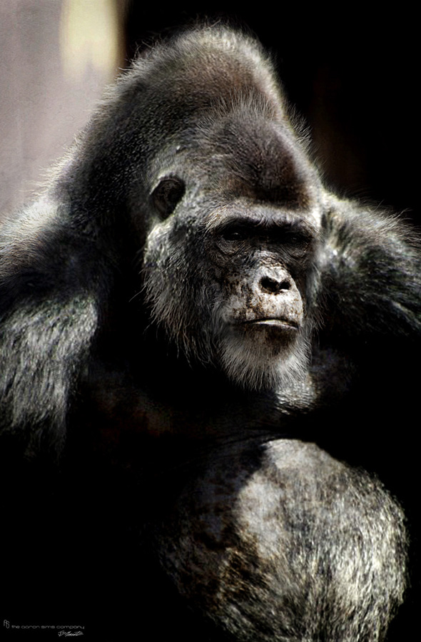 Rise of the Planet of the Apes Designs