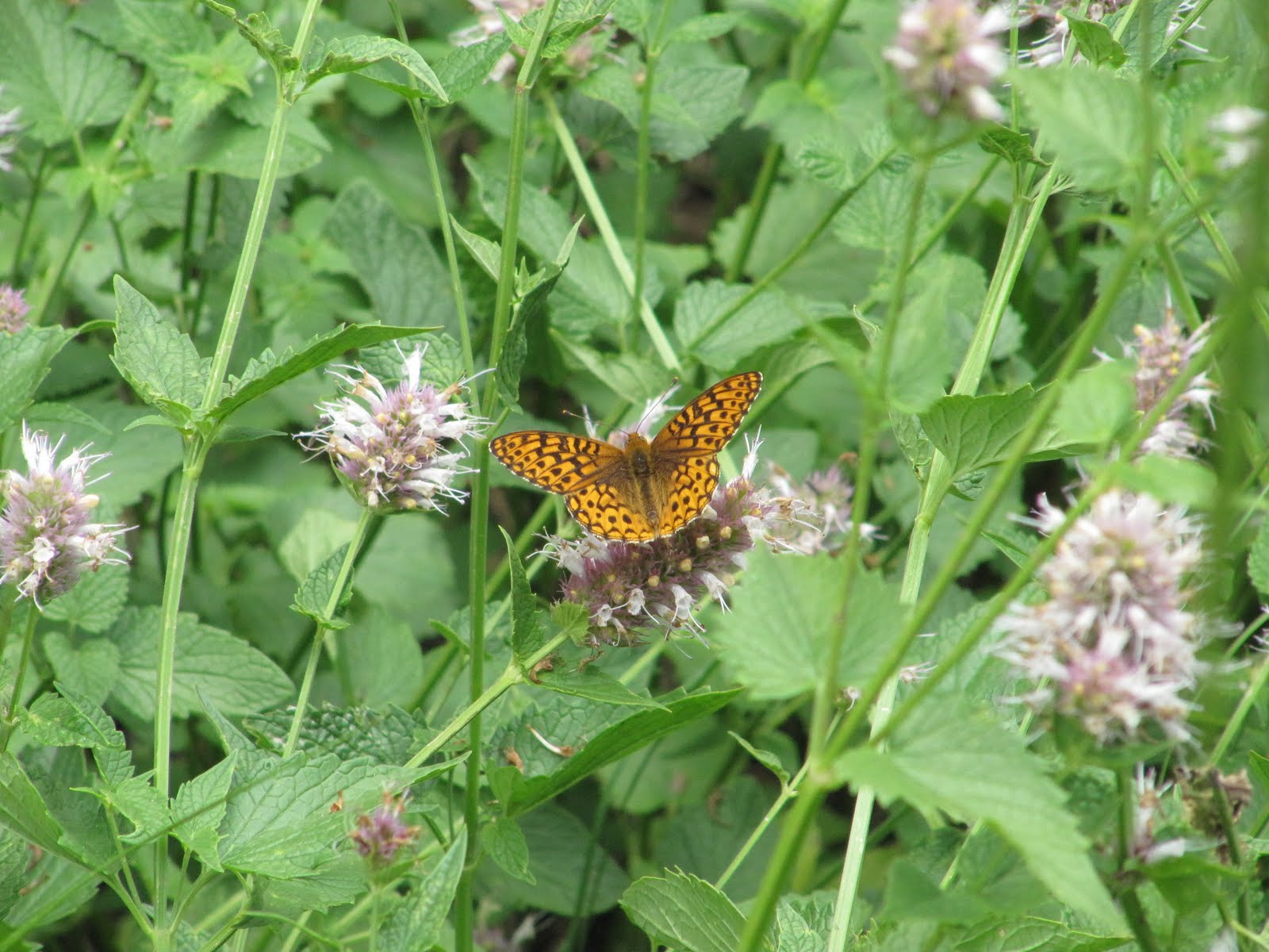 Summit Girl...The Journey Matters