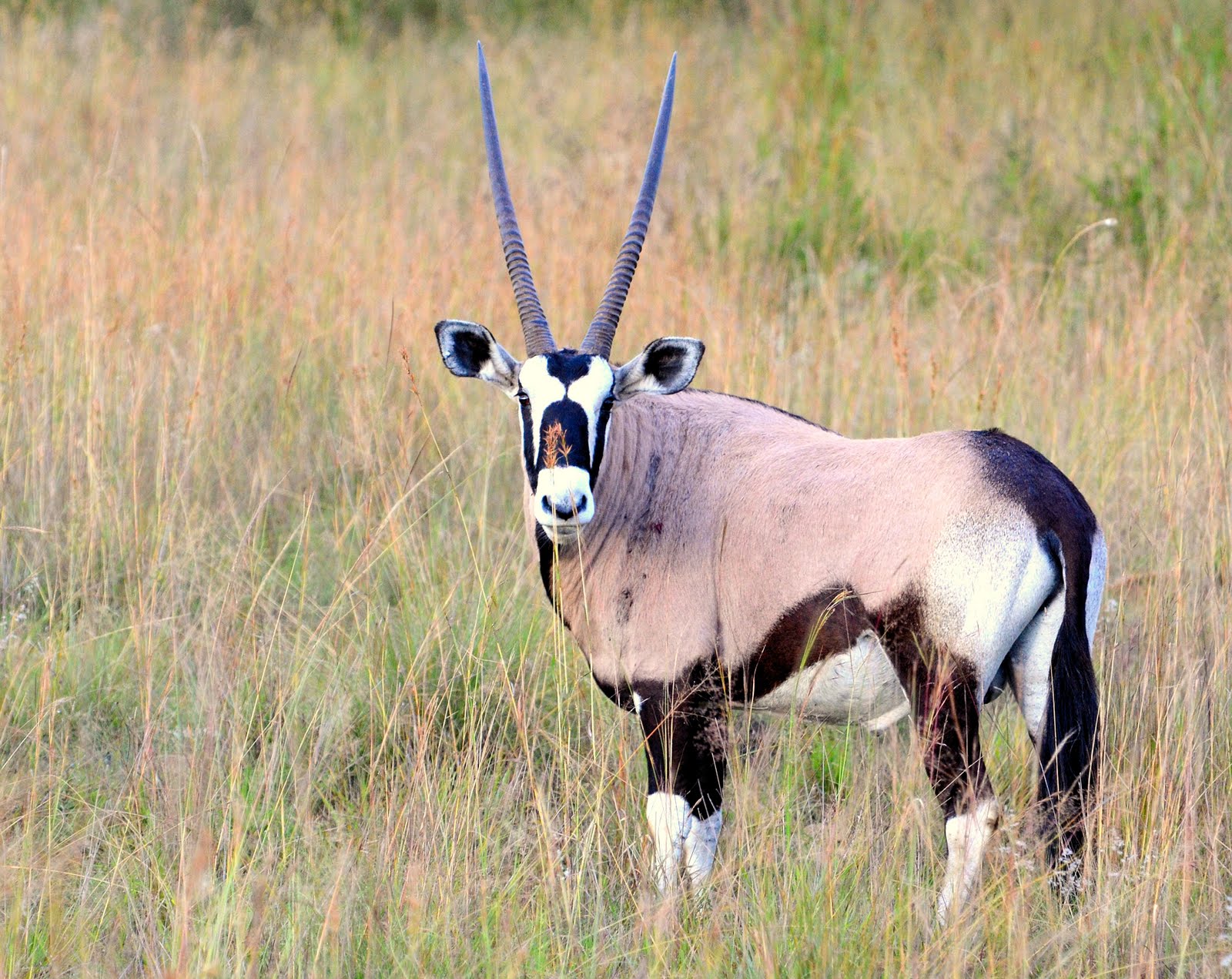 Far and Wild Safaris Blog: Springbok Lodge - Nambiti Game Reserve
