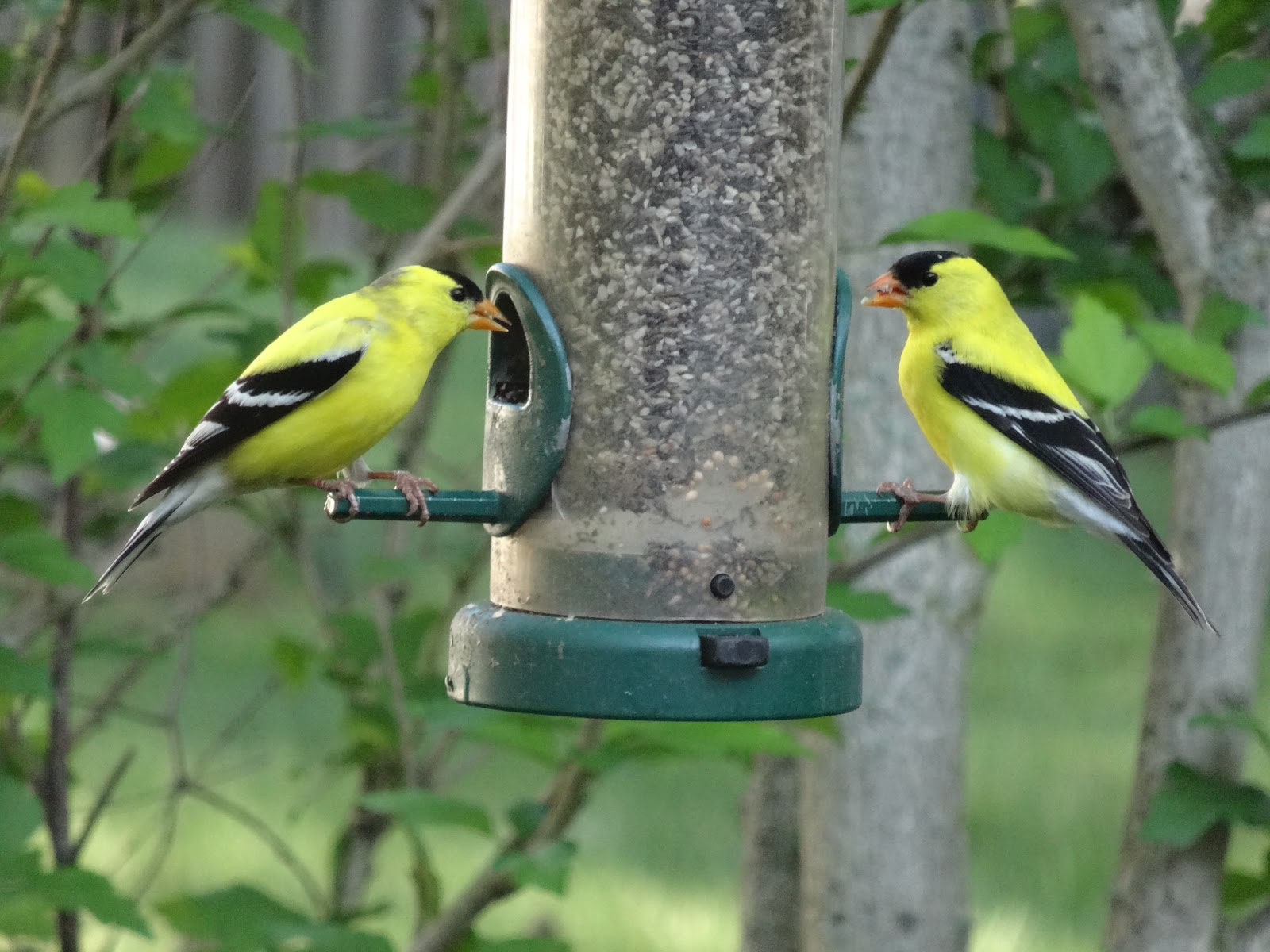 Love, Joy and Peas: Yellow Finches Feeding