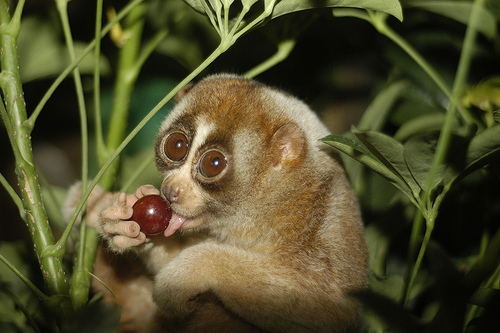Save The Loris