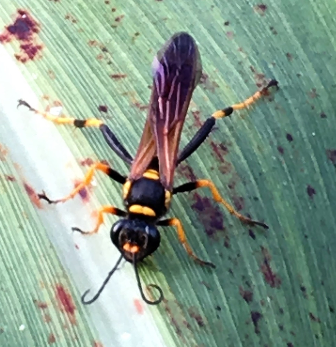 Nature Ramblers: Ramble Report July 21 2016