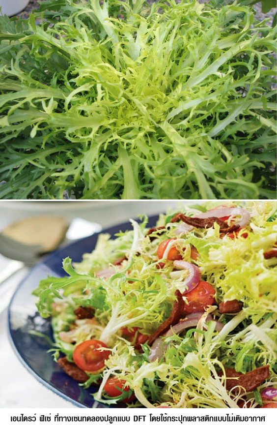 ZEN HYDROPONICS: เอนไดว์ ไฟร์ซี (Endive Frisee)