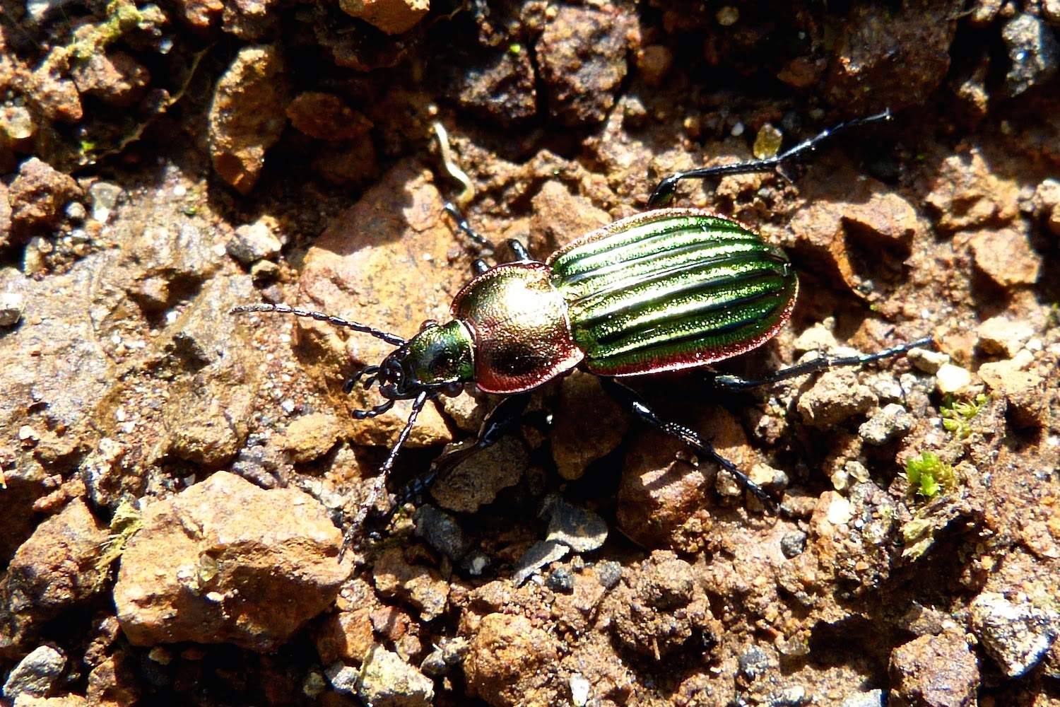 A Kilchoan Diary: Green Beetles and Other Insect Beasties