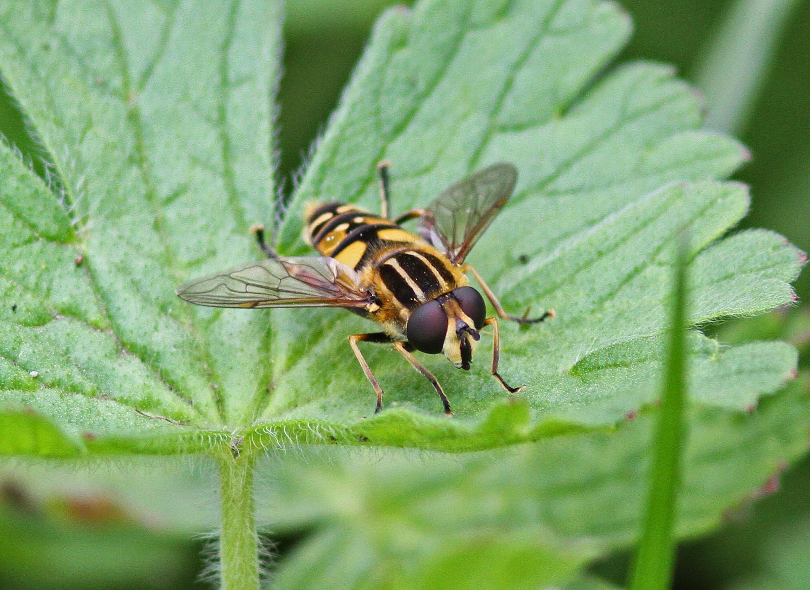 Non-Stop Birding: Latest Insects