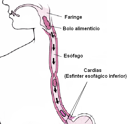 Biología III: Aparato digestivo humano