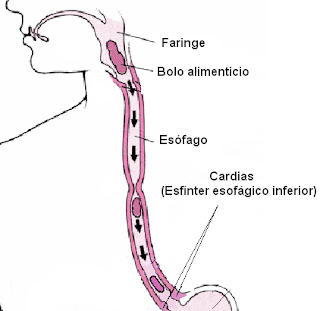 Biología III: Aparato digestivo humano