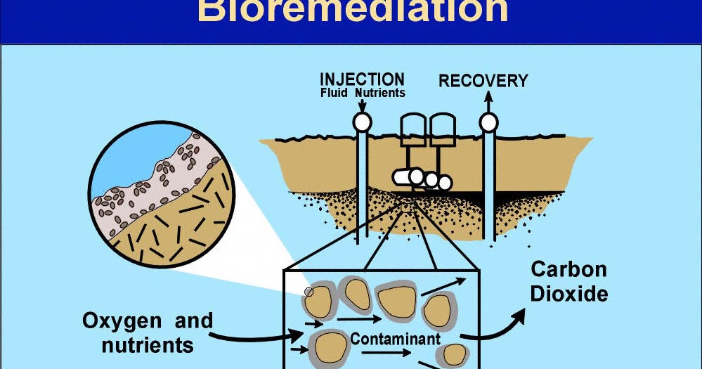 Advantages and Disadvantages of Bioremediation | Agriculture ...