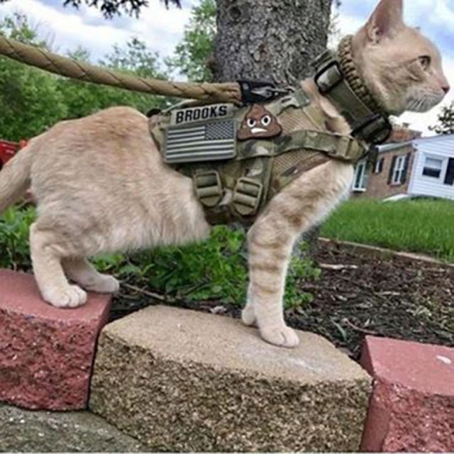 Wounded Times: MWC (Military Working Cat) Muffins