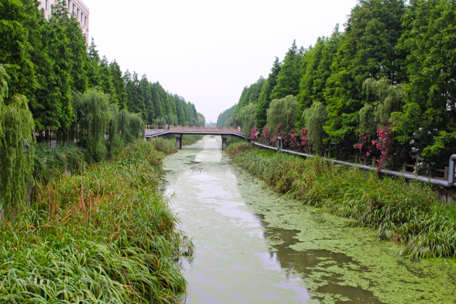 Everyday Life: Eutrophication River