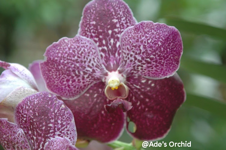 Ade's Orchid: Vanda Robert’s Delight ‘Black’ AM/AOS