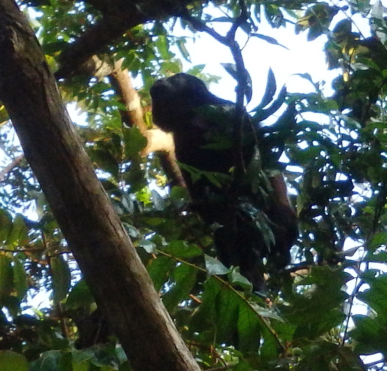 s/y Anastasia: Aporna