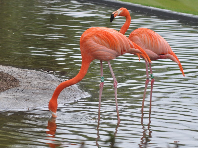 ZOOTOGRAFIANDO (6.100 ANIMALS): FLAMENCO DEL CARIBE / CARIBBEAN ...