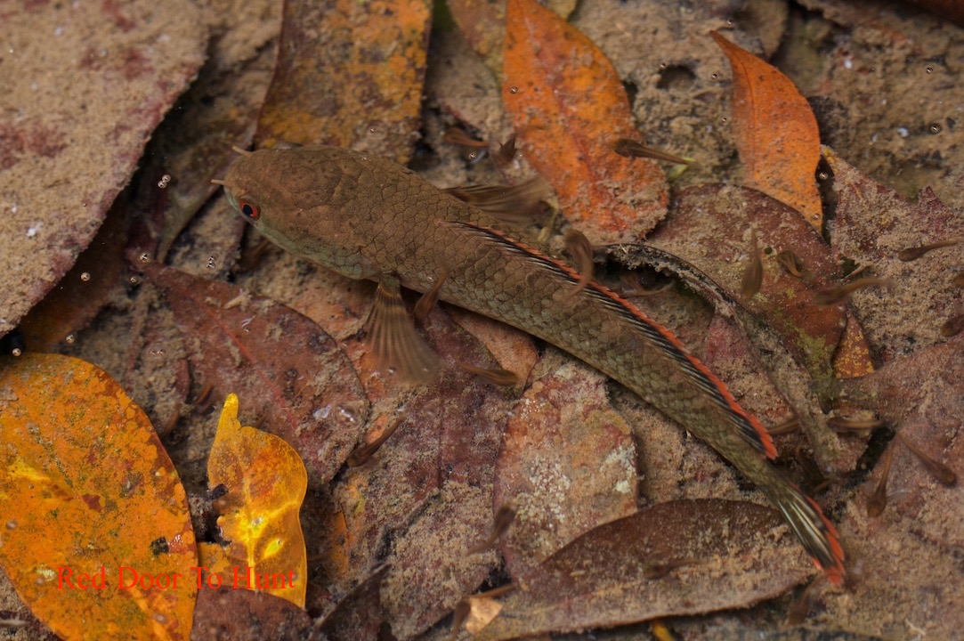 RED Door To Hunt: Sebahagian Spesies Ikan Paya Air Tawar Di Selangor