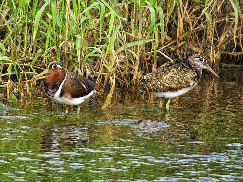 Ryukyu Life: Painted Snipe: 10 Facts and Photos