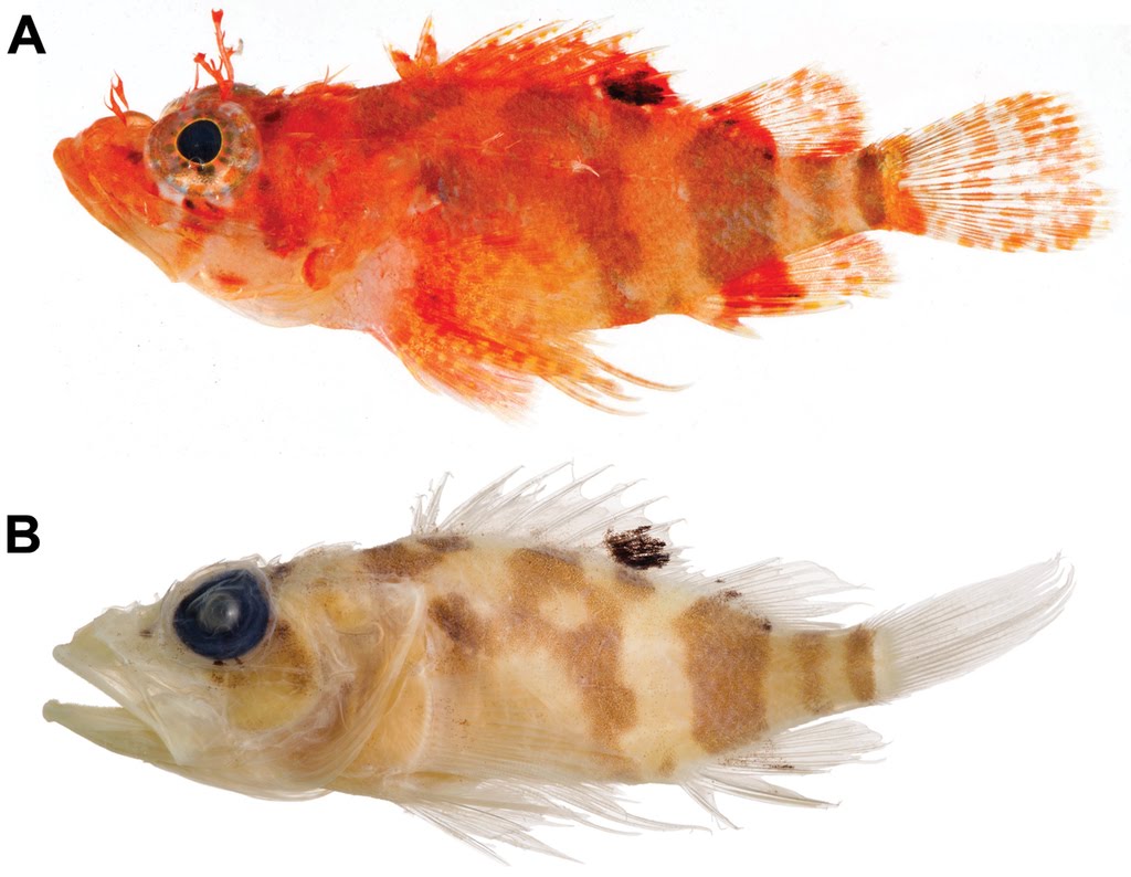 Species New to Science: [Ichthyology • 2016] Scorpaenodes barrybrowni ...