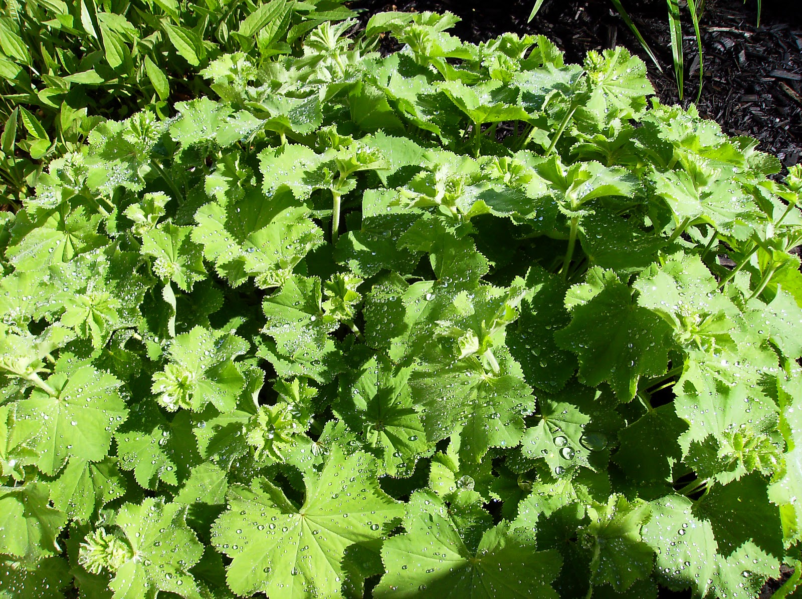 The Blue Iris: Lady’s Mantle