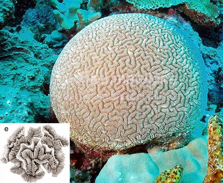 Pamacca: Bentuk Pertumbuhan Karang