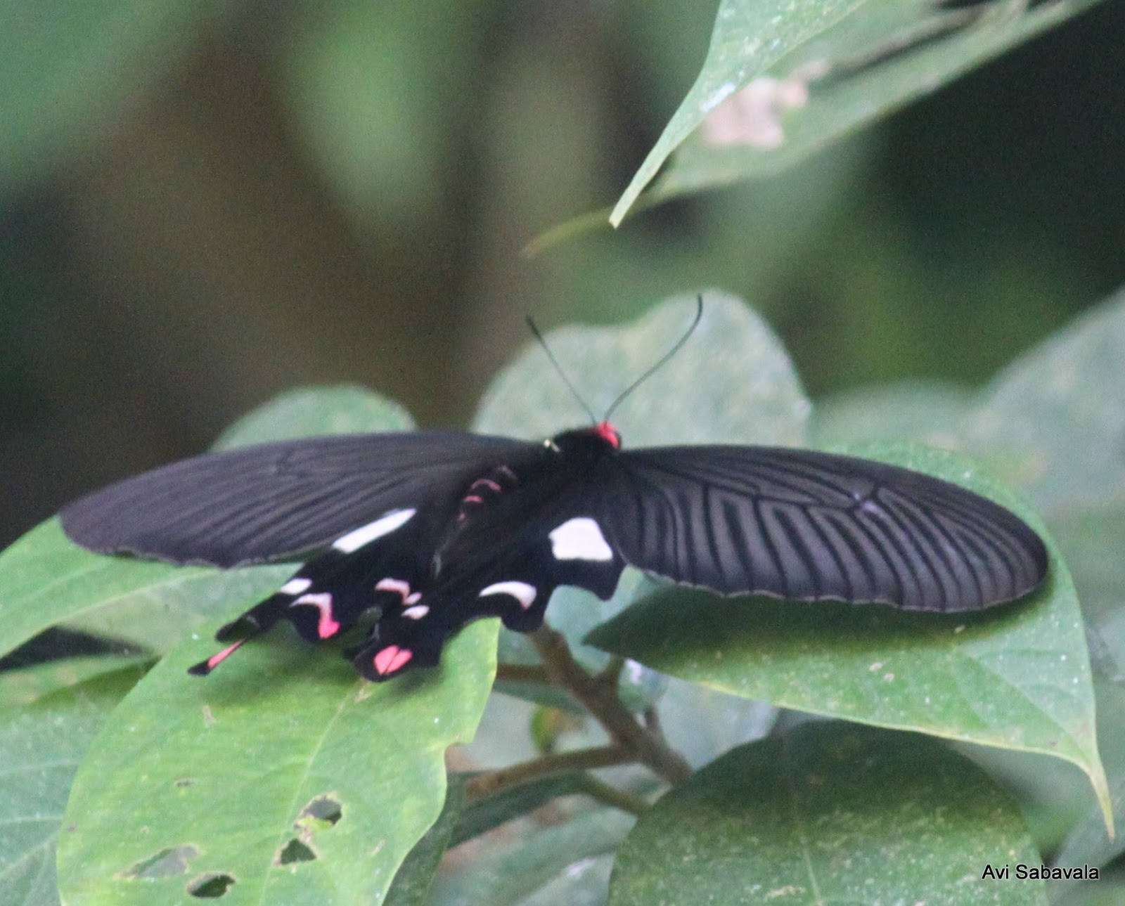 Avi's Wanderlust: Beautiful Butterflies