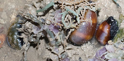 wild shores of singapore: Beting Bronok still beautiful