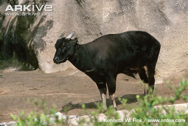 Anoa sebagai Maskot Sulawesi Tenggara | Dunia Binatang