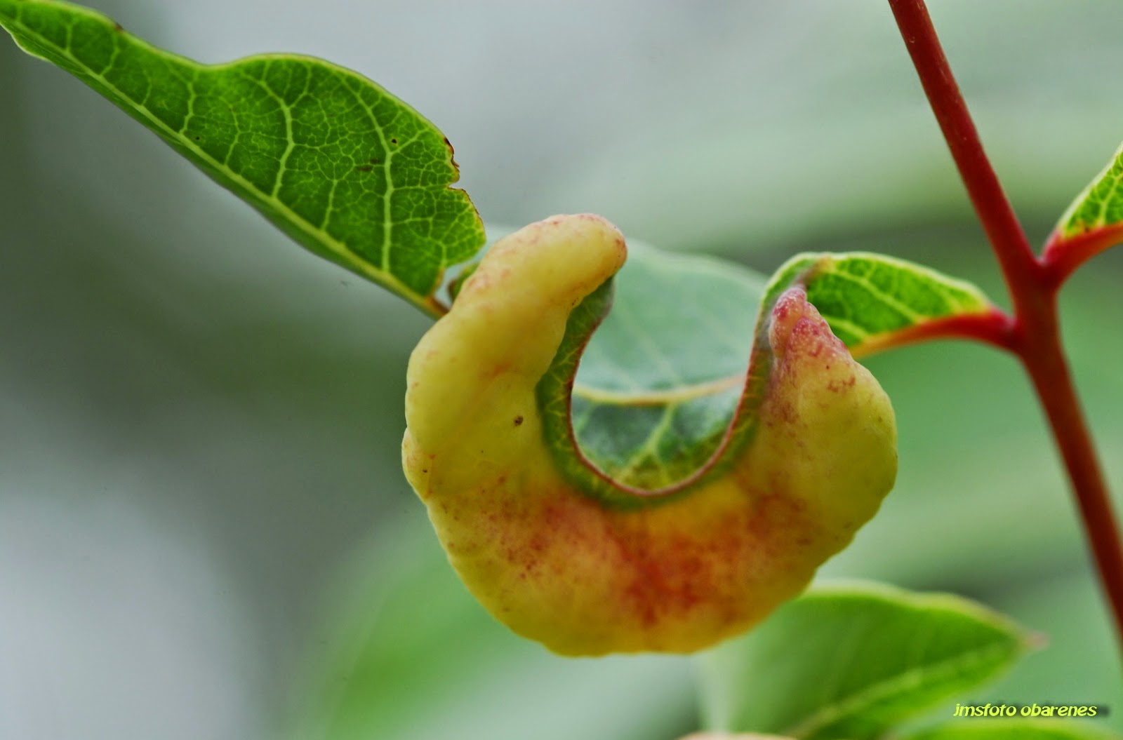 MONTES OBARENES ENTORNO Y VIDA: Agalla Forda formicaria