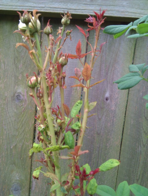 Garden Musings from Memphis Area Master Gardeners: Letter from Dianne ...